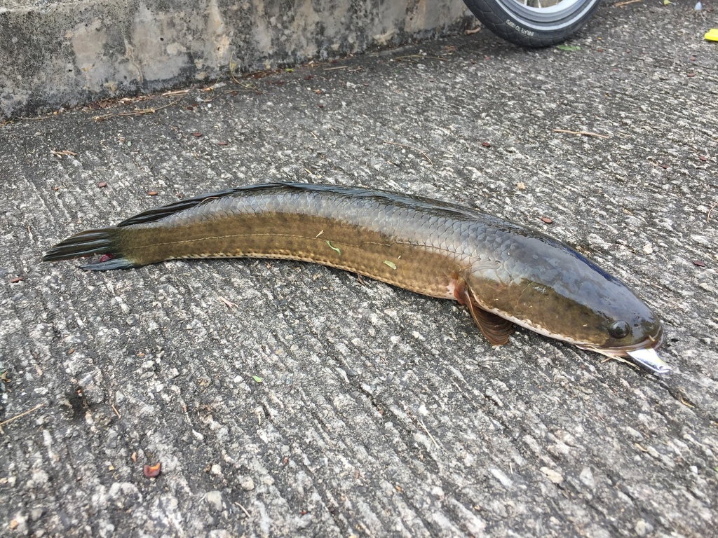 Striped Snakehead (Channa striata) - Marine Life Identification