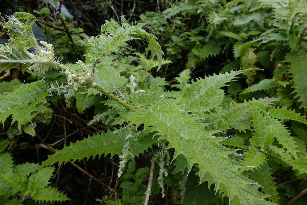 Tree Nettle from Purakaunui 9081, New Zealand on November 03, 2018 at ...