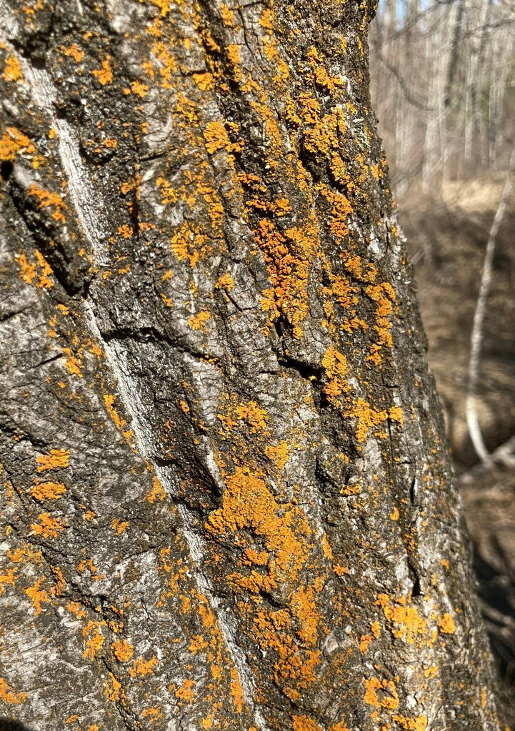 sunburst lichens and allies from Northwest Calgary, Calgary, AB, Canada ...