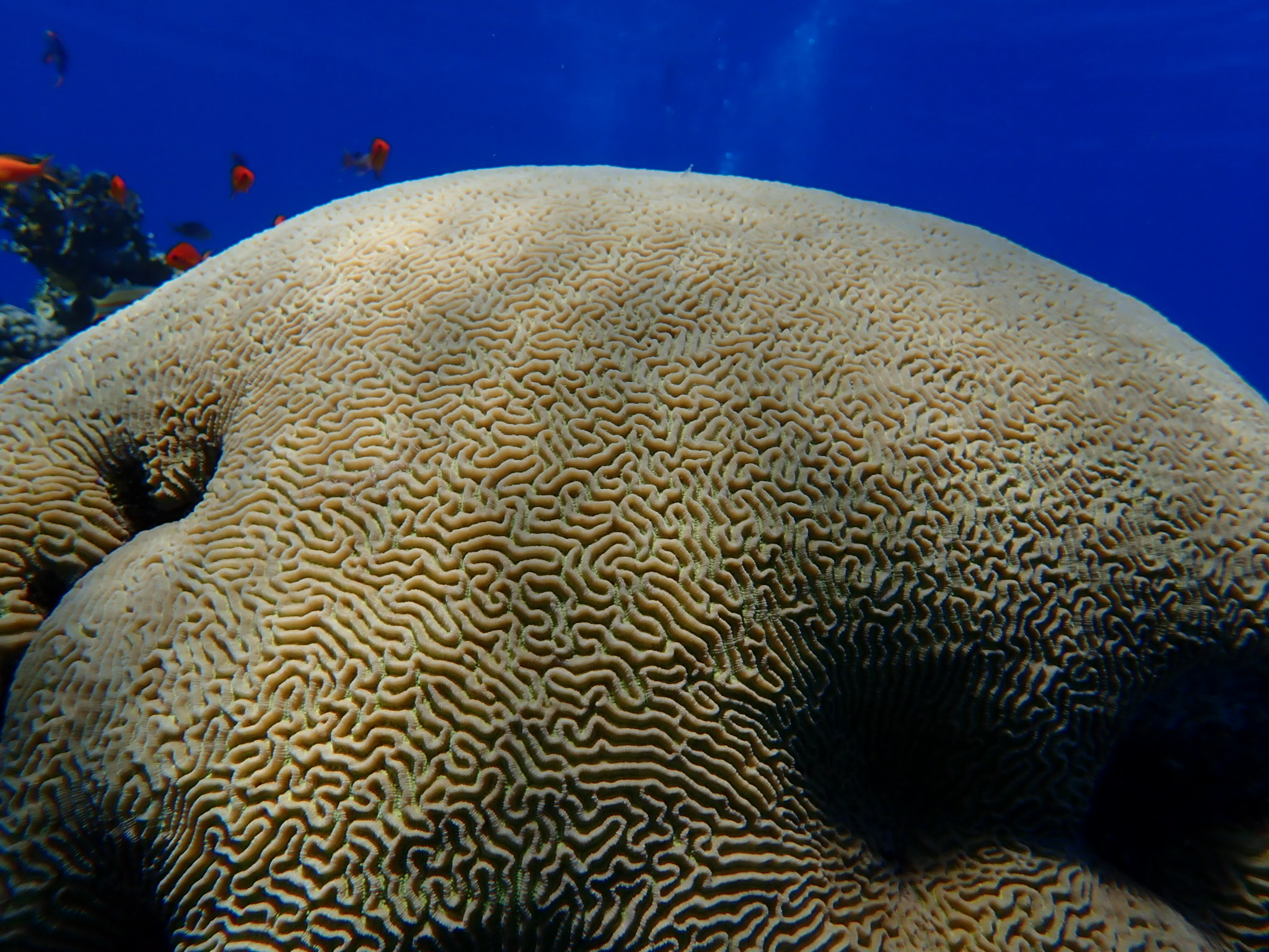 Platygyra daedalea (Ellis & Solander, 1786)