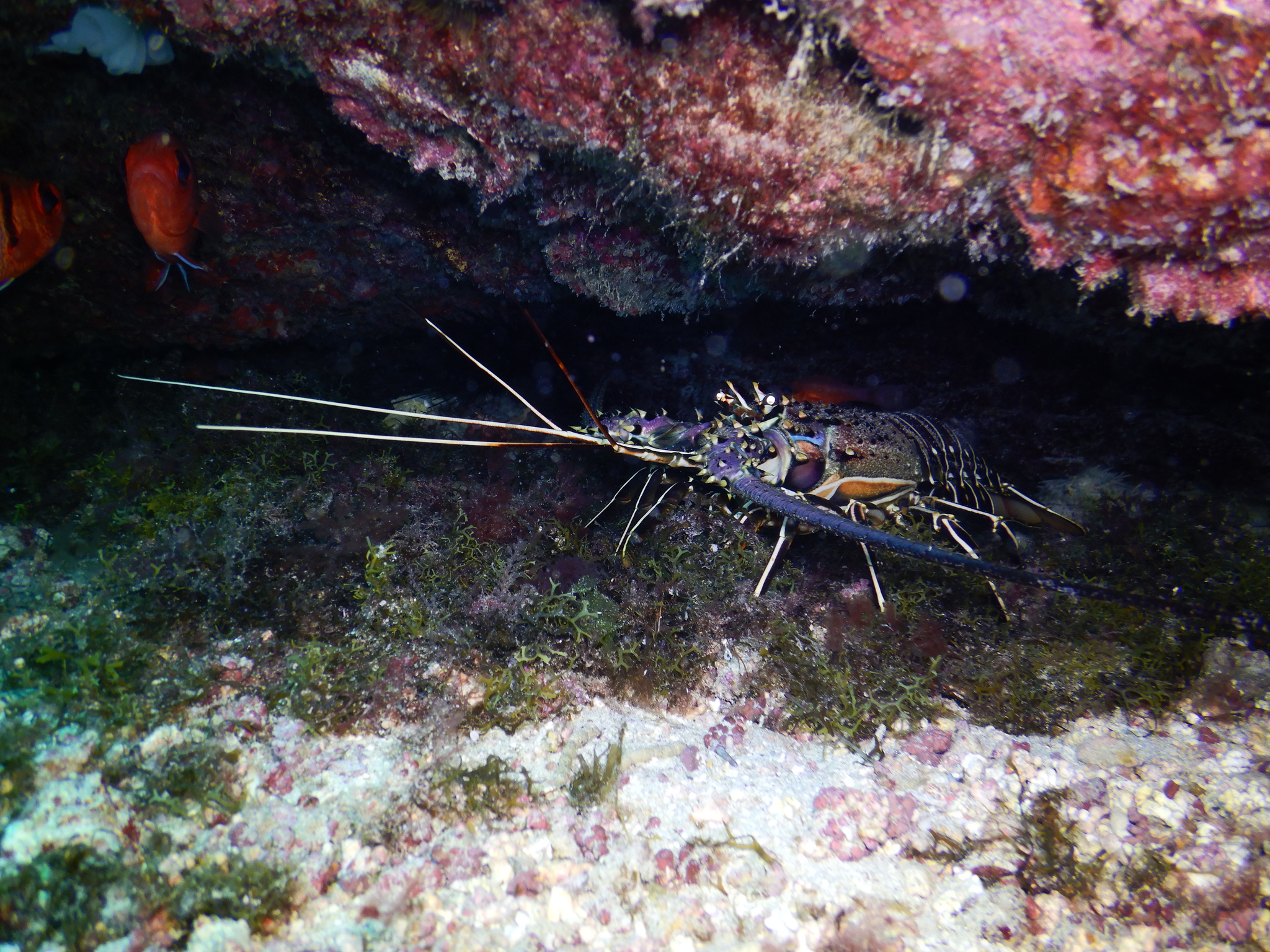 Panulirus regius De Brito Capello, 1864