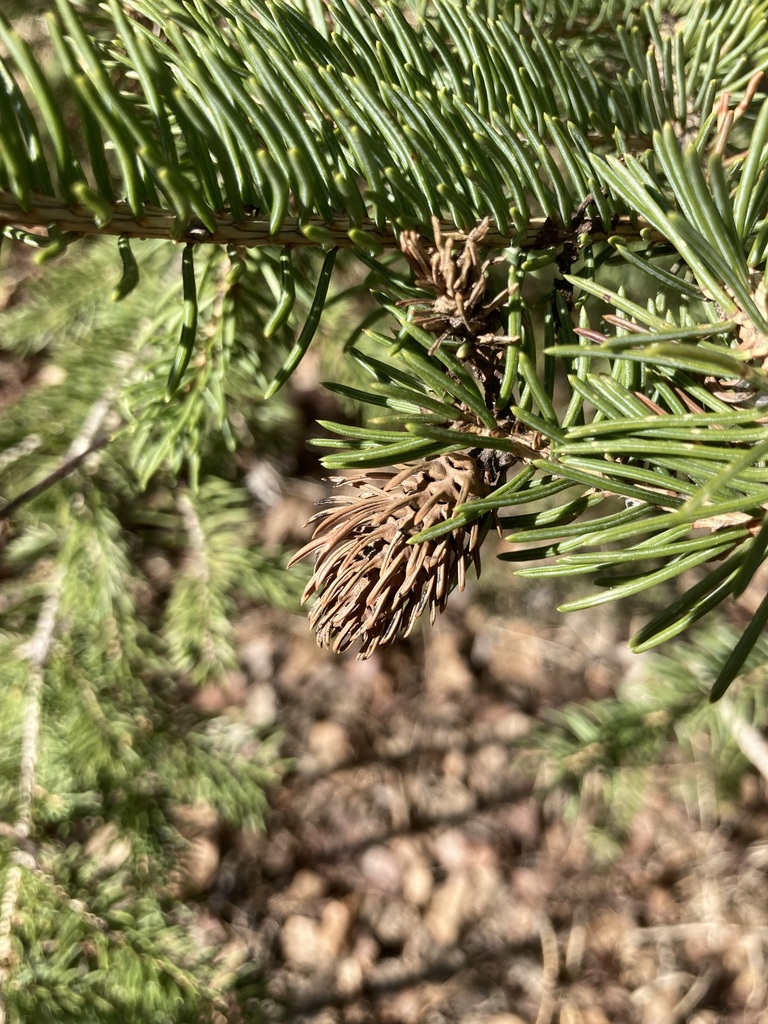 spruce aphids from Northwest Calgary, Calgary, AB, Canada on May 01 ...