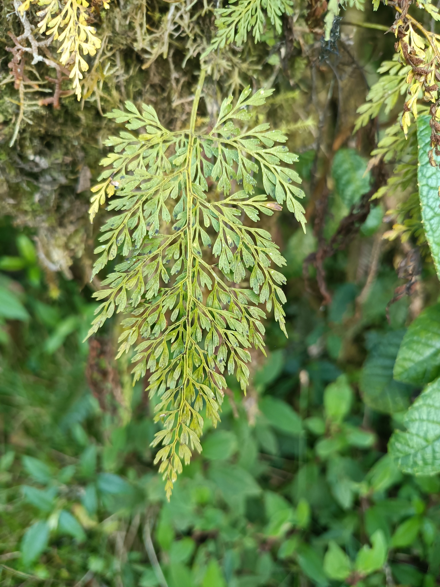 Asplenium fragrans Sw.