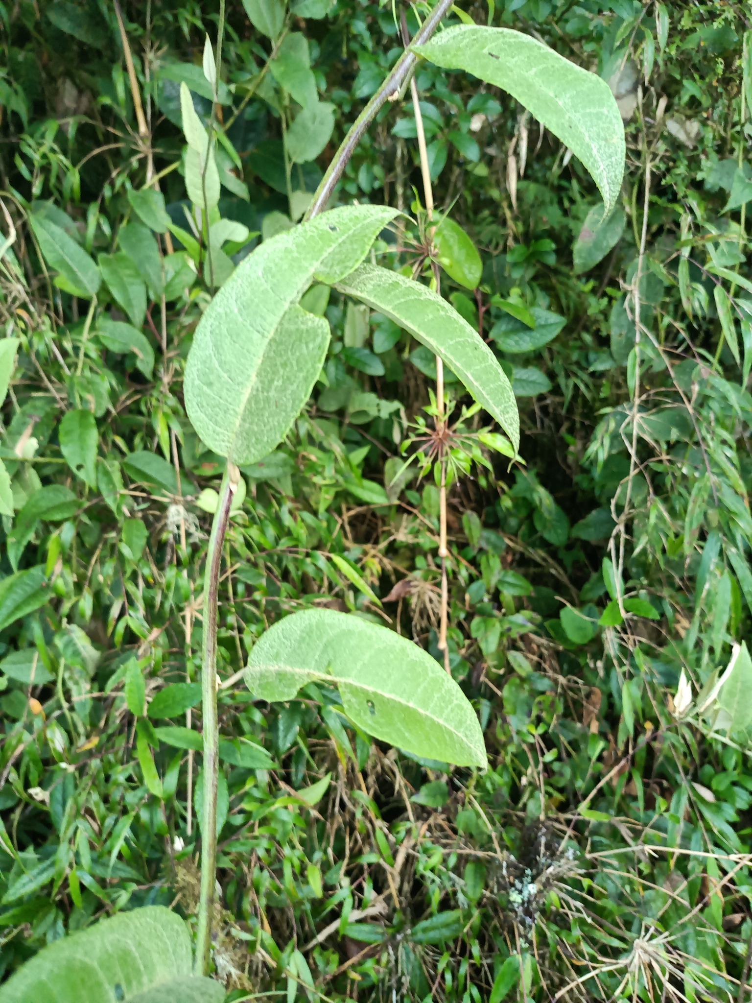 Rubus floribundus Kunth