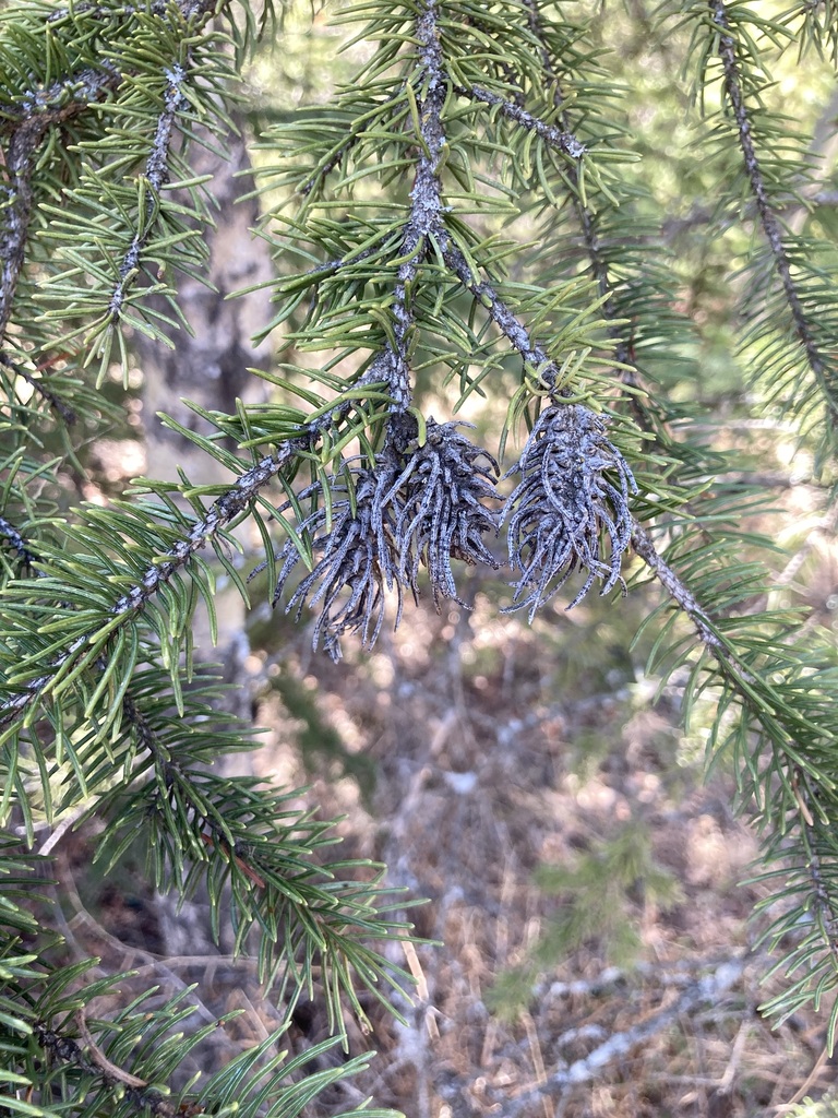 spruce aphids from Southwest Calgary, Calgary, AB, Canada on May 01 ...