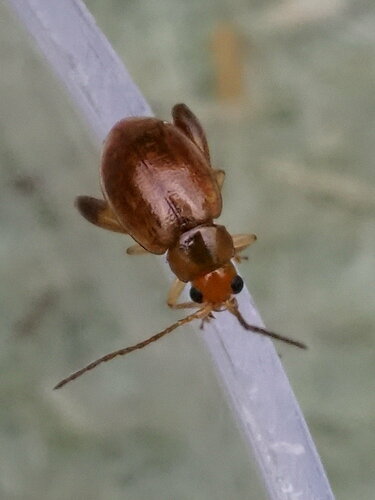 Longitarsus agilis · iNaturalist