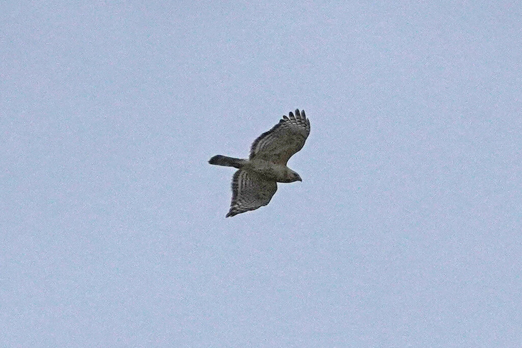 Broad-winged Hawk from Greenbelt, Ottawa, ON, Canada on May 4, 2023 at ...