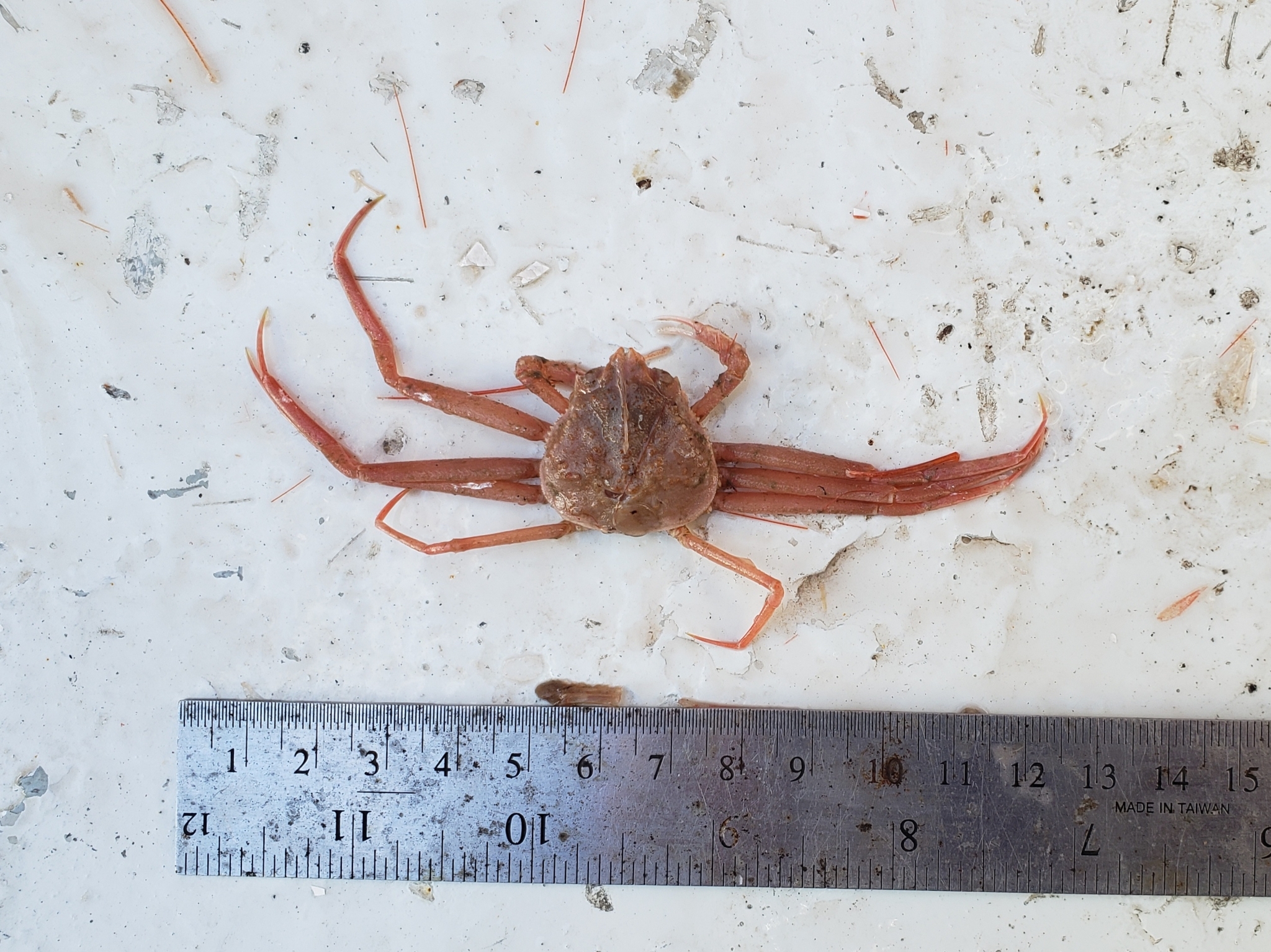 Chionoecetes opilio (Fabricius, 1788)