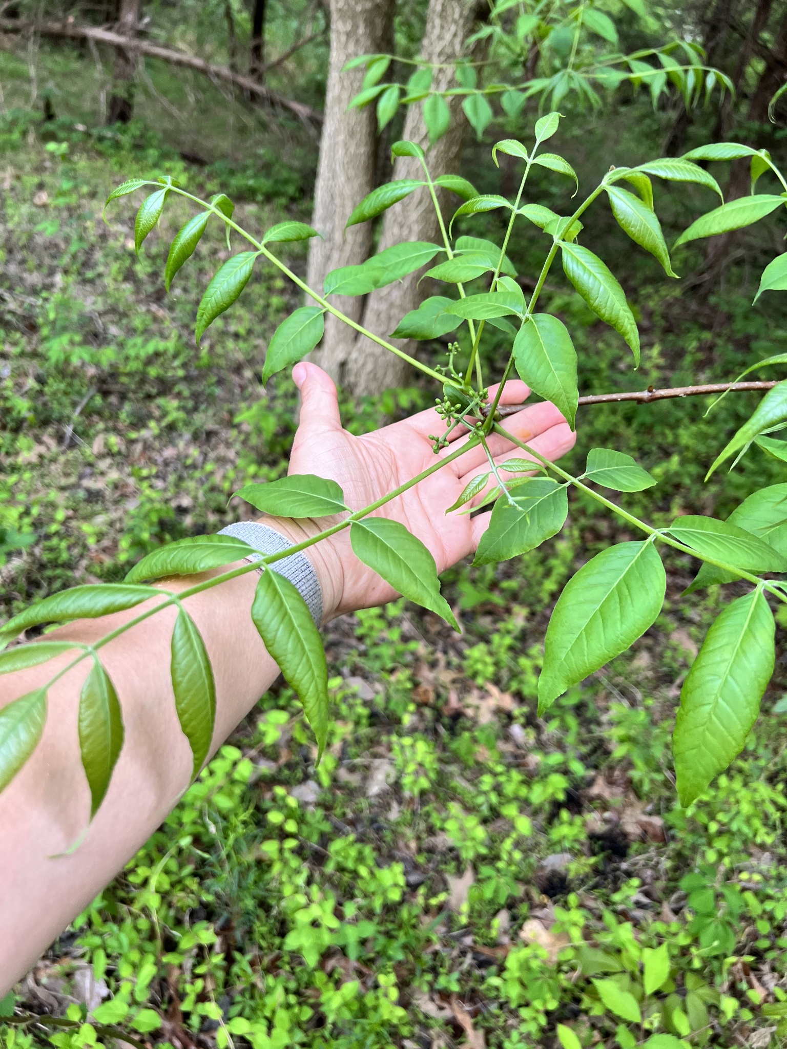 Phellodendron amurense Rupr.