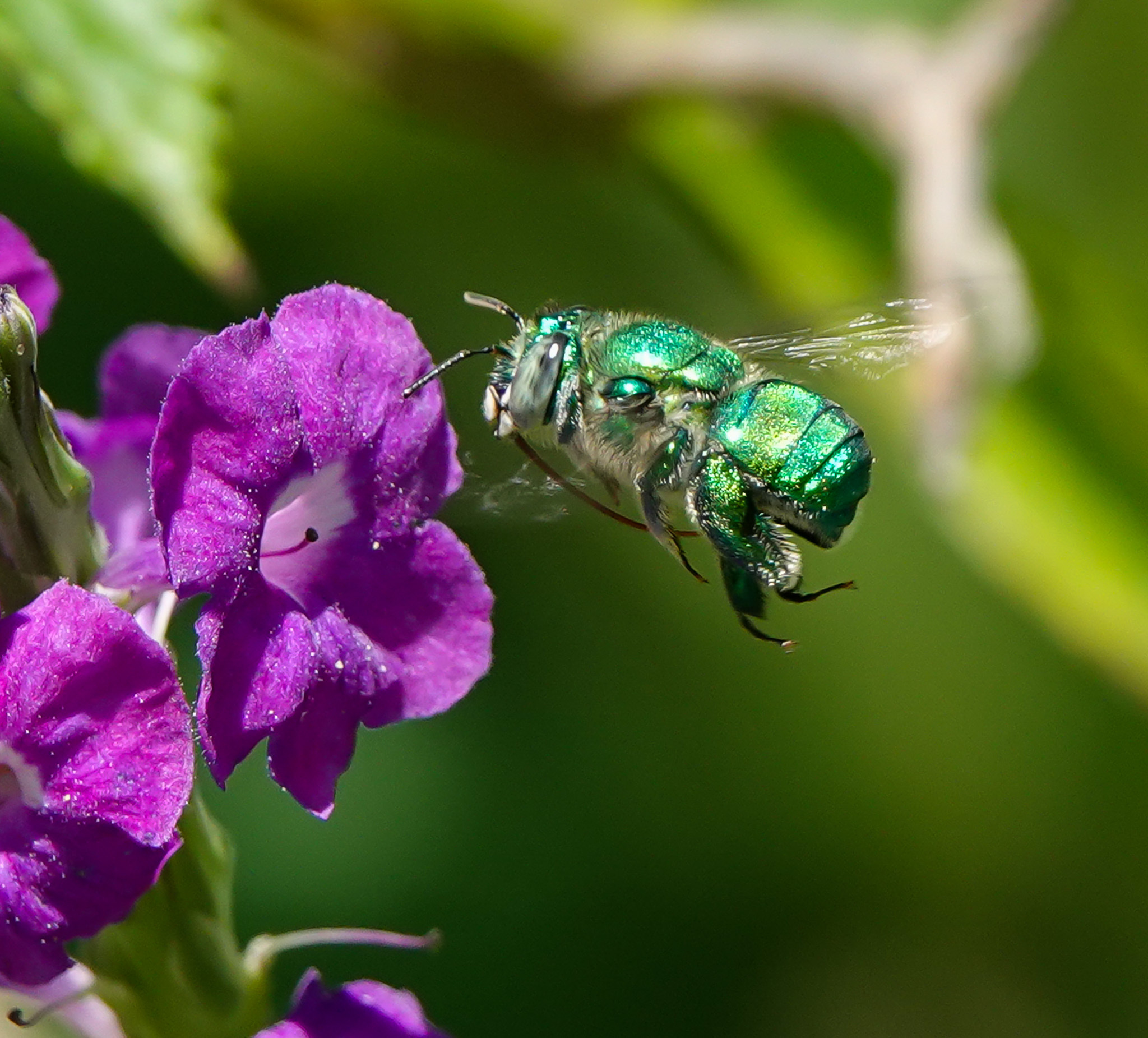 Euglossa dilemma Bembé & Eltz, 2011