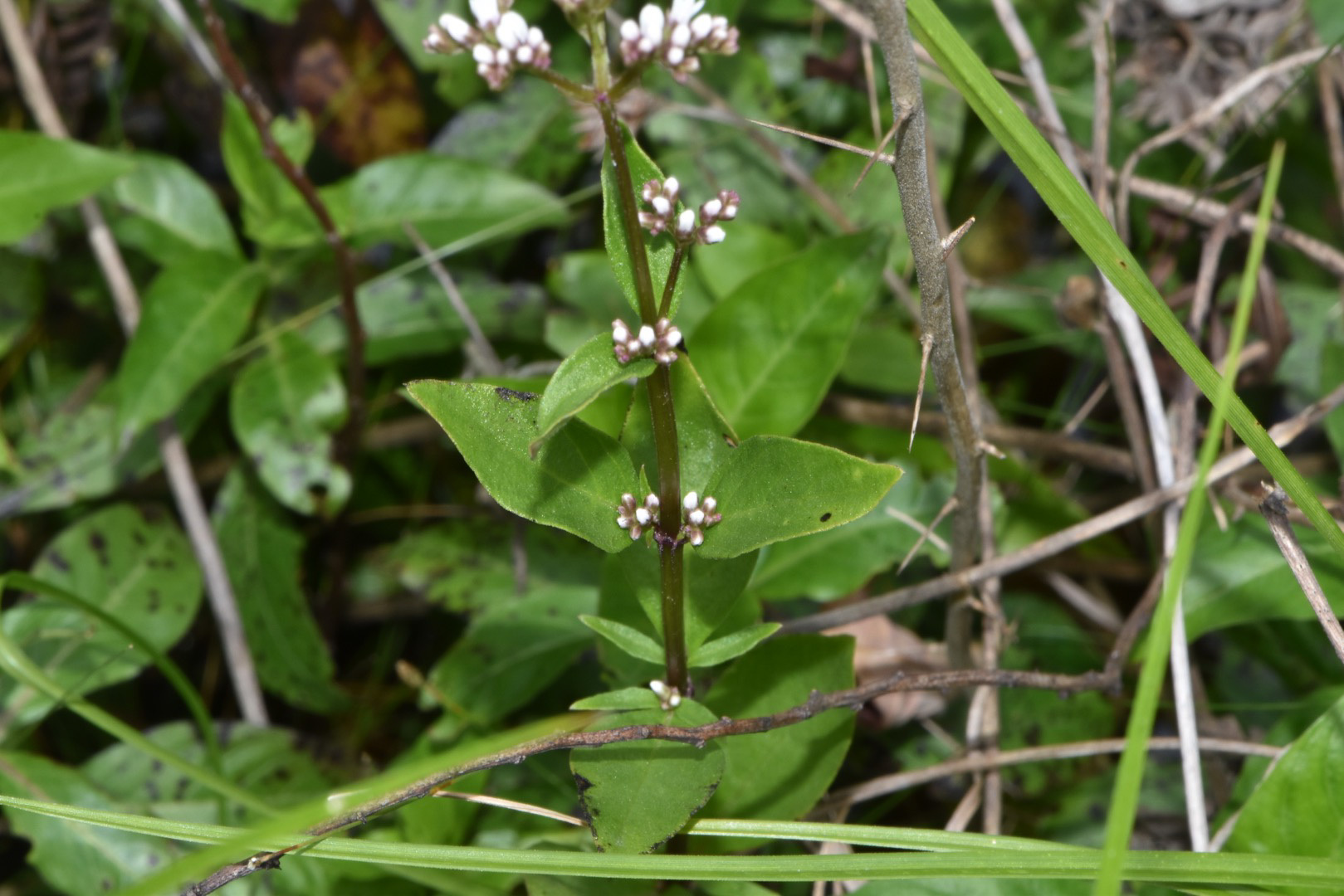 Mitreola petiolata (J.F.Gmel.) Torr. & A.Gray