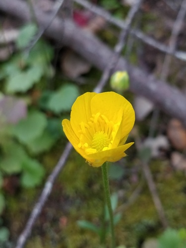 Ranunculus gregarius · iNaturalist