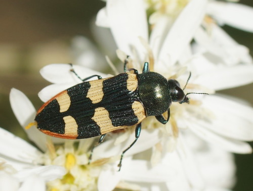 Castiarina interstitialis · iNaturalist