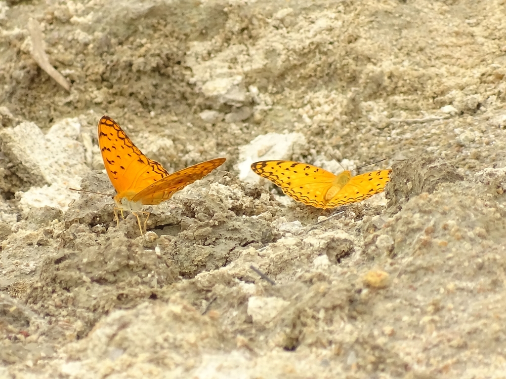 Common Leopard from Bassila, Bénin on April 29, 2023 at 12:43 PM by ...