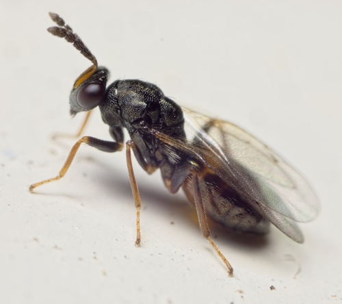 Genus Eulophus · iNaturalist United Kingdom