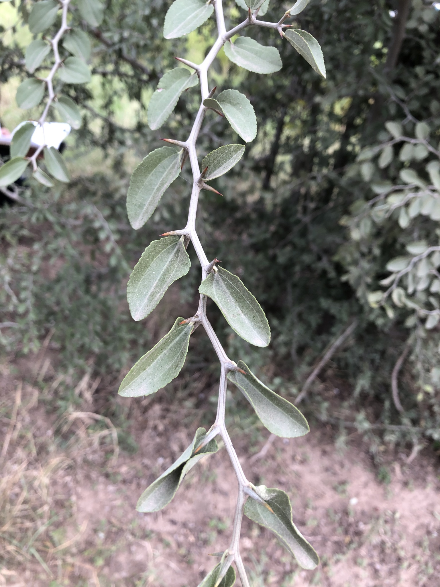 Sarcomphalus mistol (Griseb.) Hauenschild