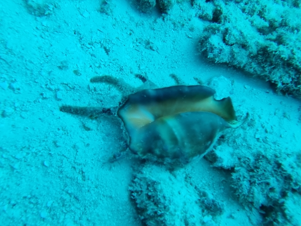 Common Spider Conch from MOUA, QLD, Australia on May 4, 2023 at 01:50 ...
