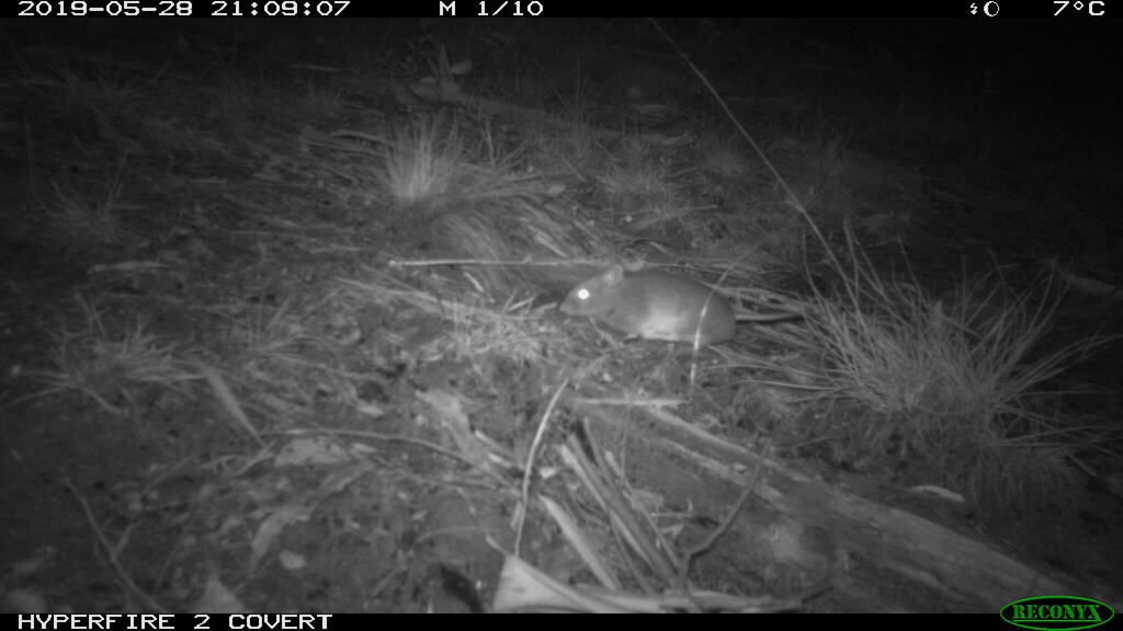 Australian Bush Rat in May 2019 by benhope · iNaturalist