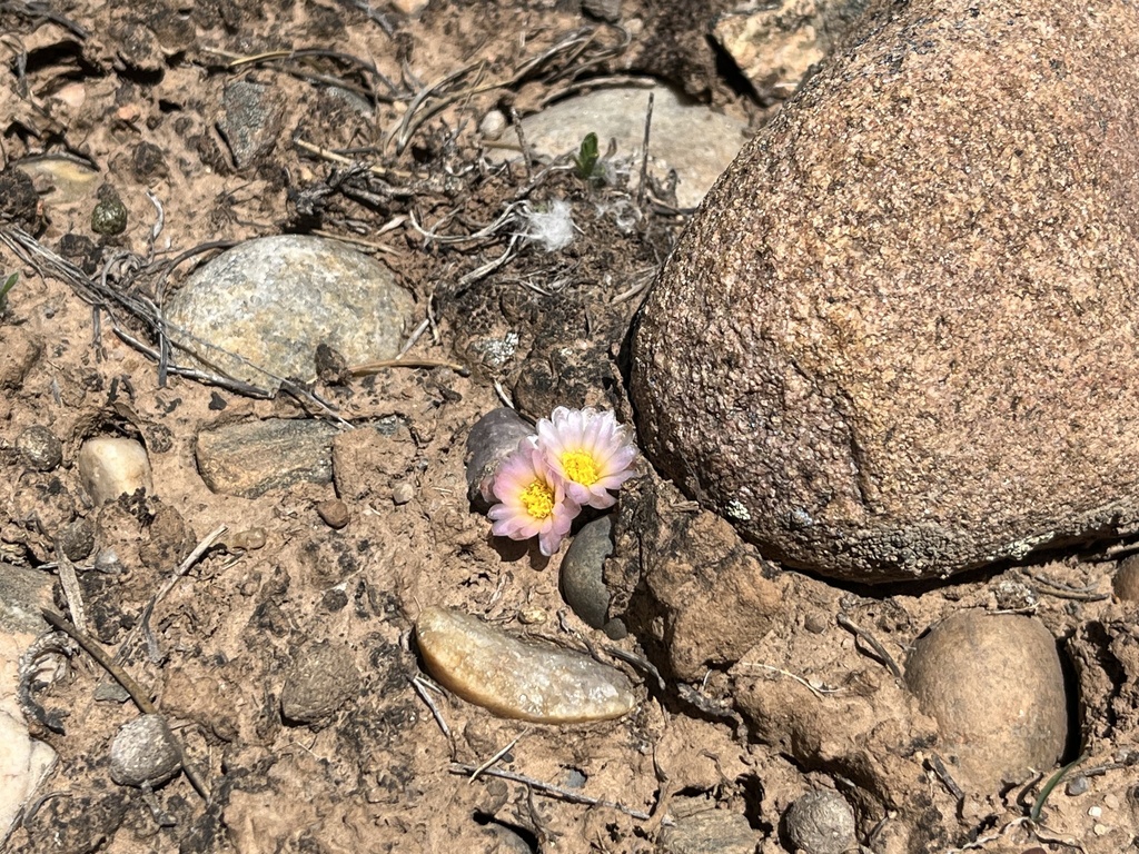Knowlton's Cactus in May 2023 by Adriano Tsinigine · iNaturalist