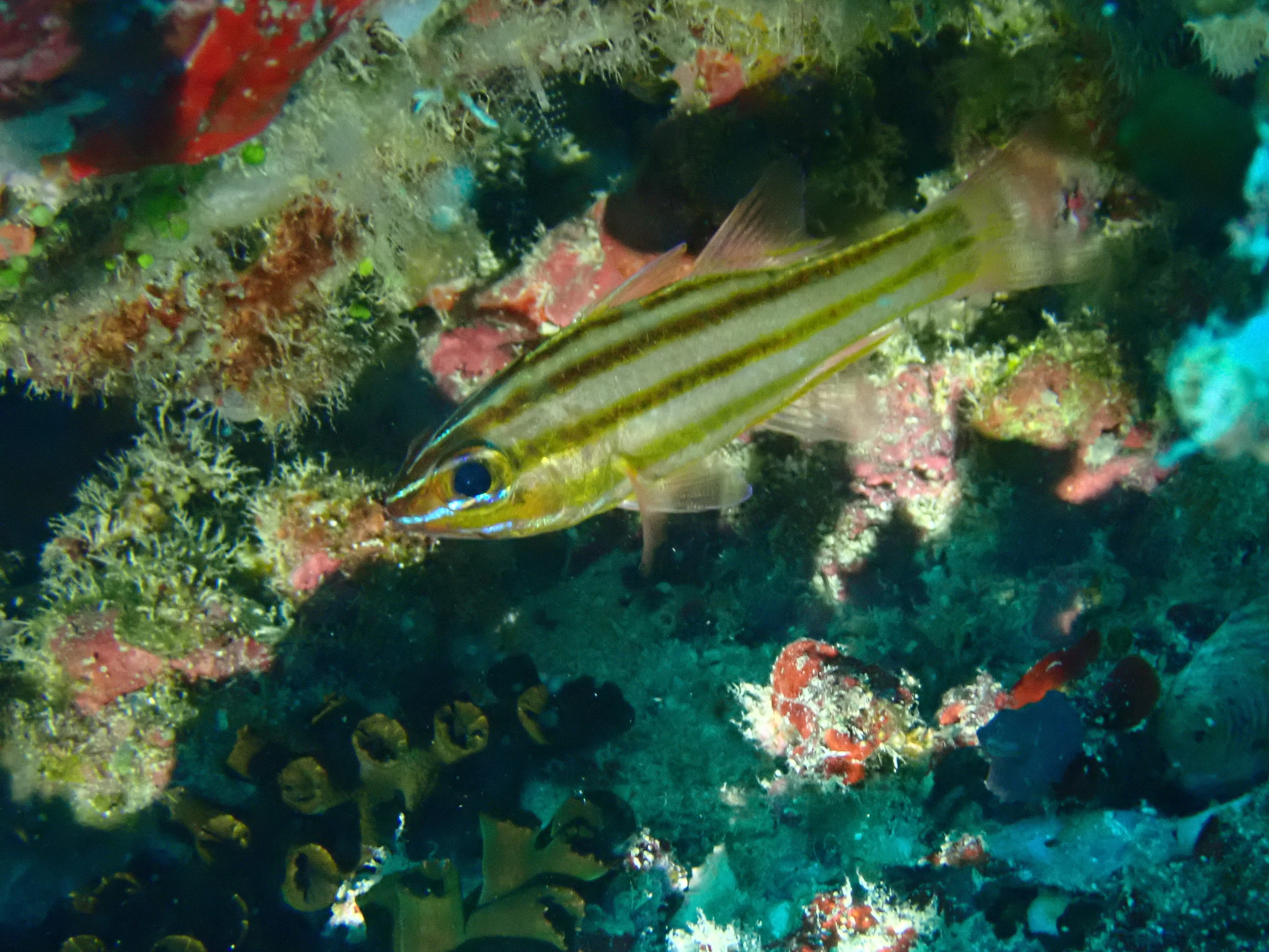 Ostorhinchus angustatus (Smith & Radcliffe, 1911)