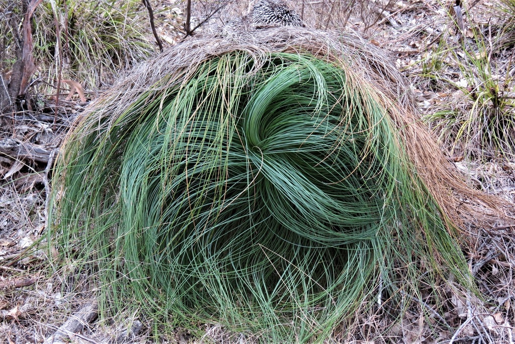 Grasstrees from Brogans Creek NSW 2848, Australia on January 22, 2014 ...