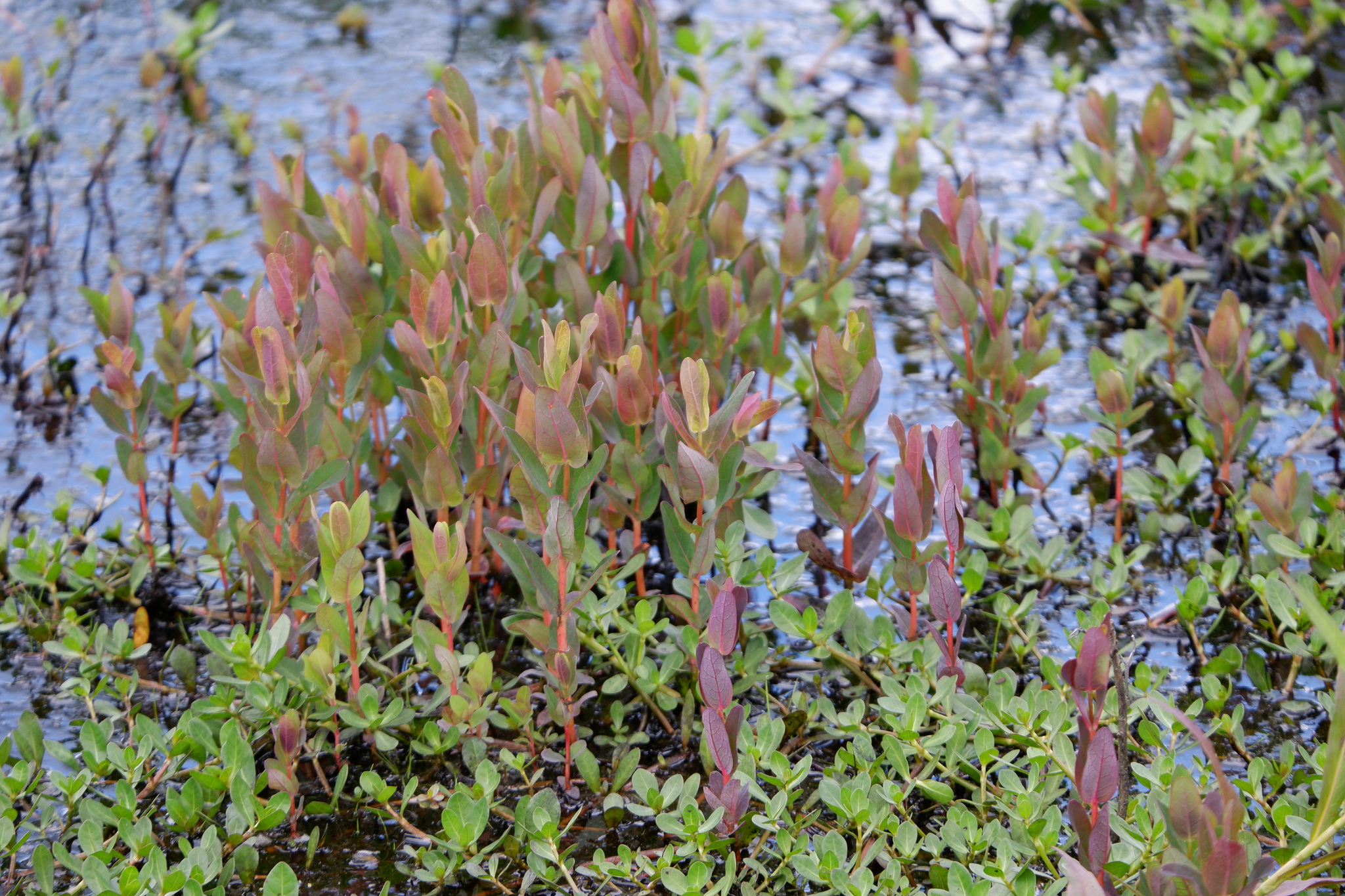 Hypericum virginicum L.