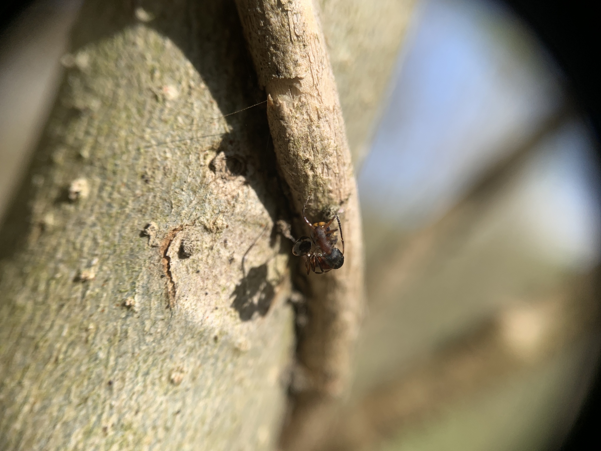 Dolichoderus plagiatus (Mayr, 1870)