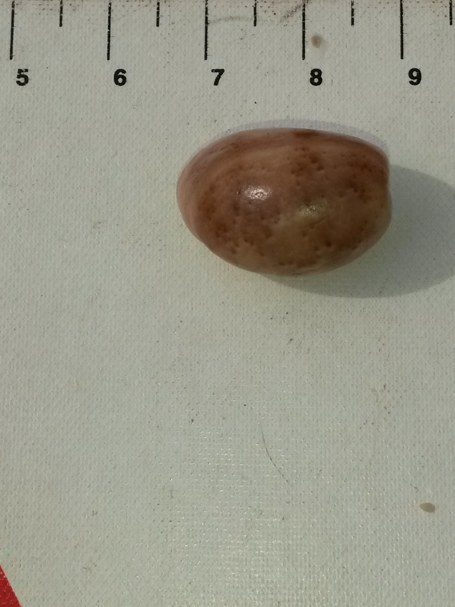 Bulla punctulata A.Adams, 1850