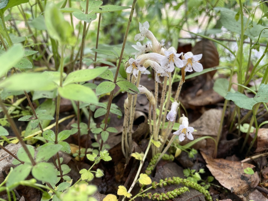 one-flowered cancer-root from North Potomac, MD, US on April 29, 2023 ...