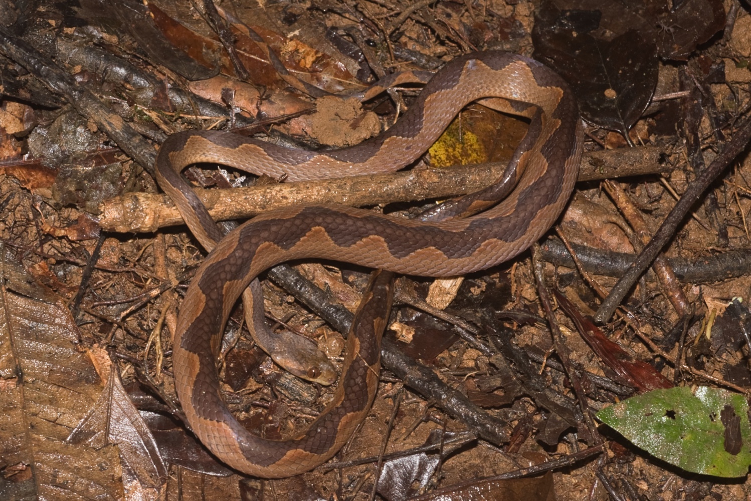 Leptodeira annulata (Linnaeus, 1758)