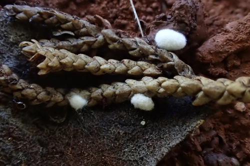 Lecanicillium praecognitum · iNaturalist