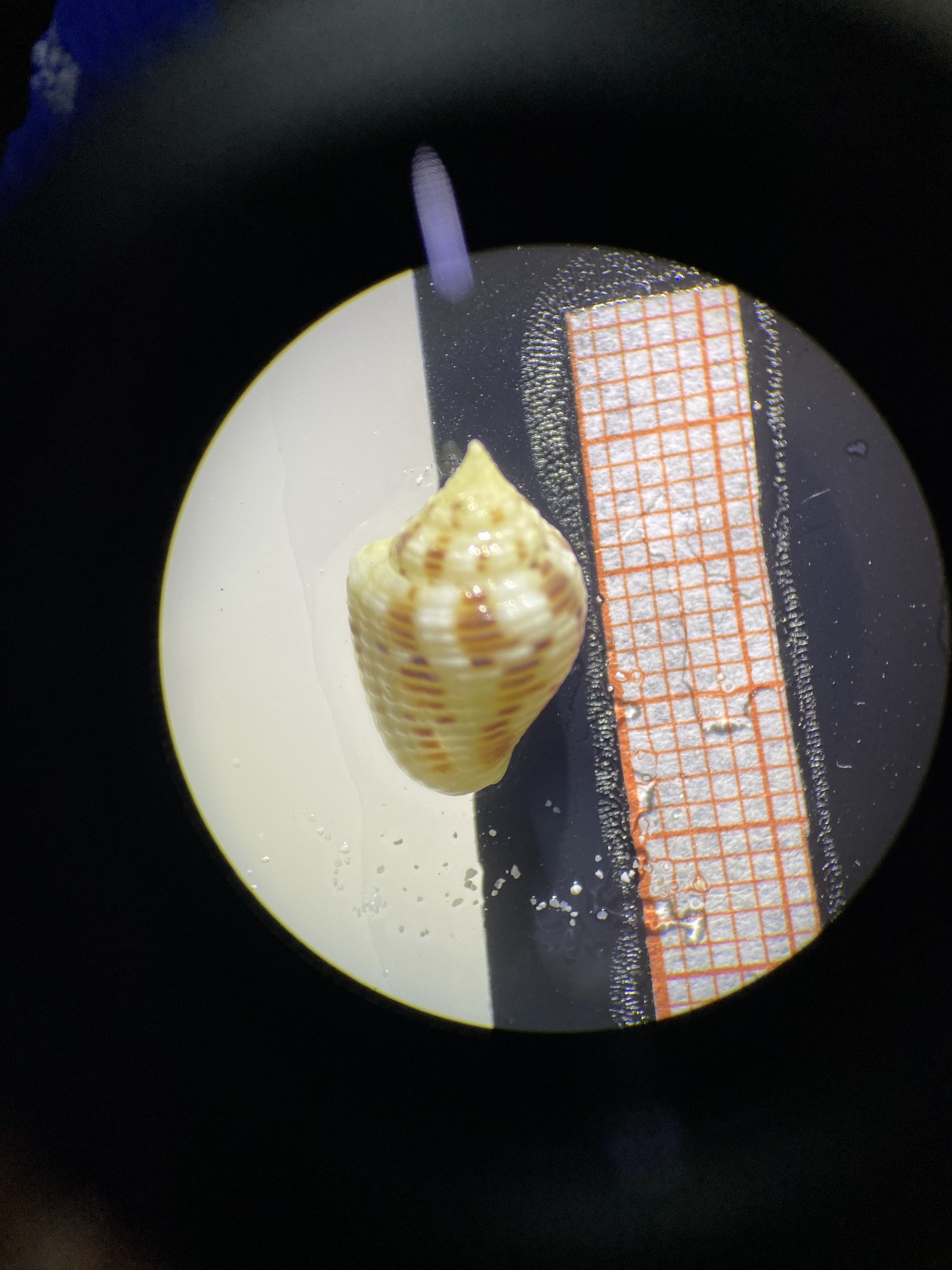 Columbella mercatoria (Linnaeus, 1758)