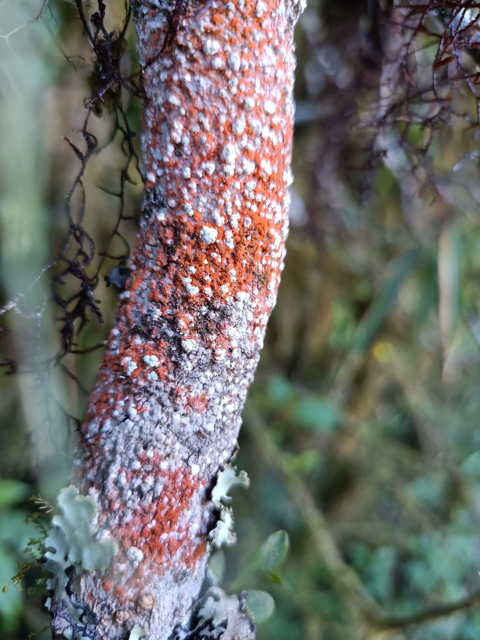 Ramboldia russula (Ach.) Kalb, Lumbsch & Elix