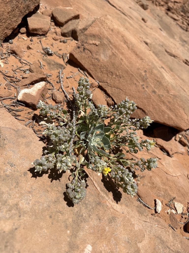 Double Bladderpod from Grand County, UT, USA on April 26, 2023 at 12:31 ...