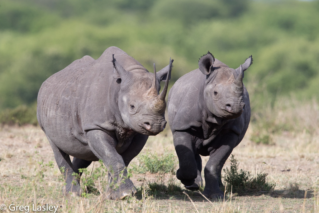 Odd-toed Ungulates (Perissodactyla) - Know Your Mammals