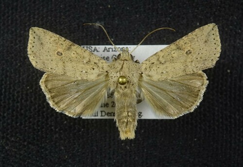 Hypotrix ocularis · iNaturalist Ecuador