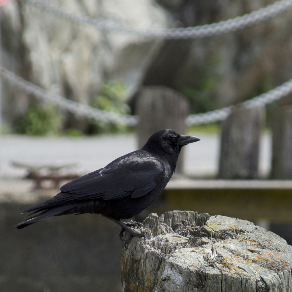Crows and Ravens from Capital, BC, Canada on May 04, 2023 at 01:34 PM ...