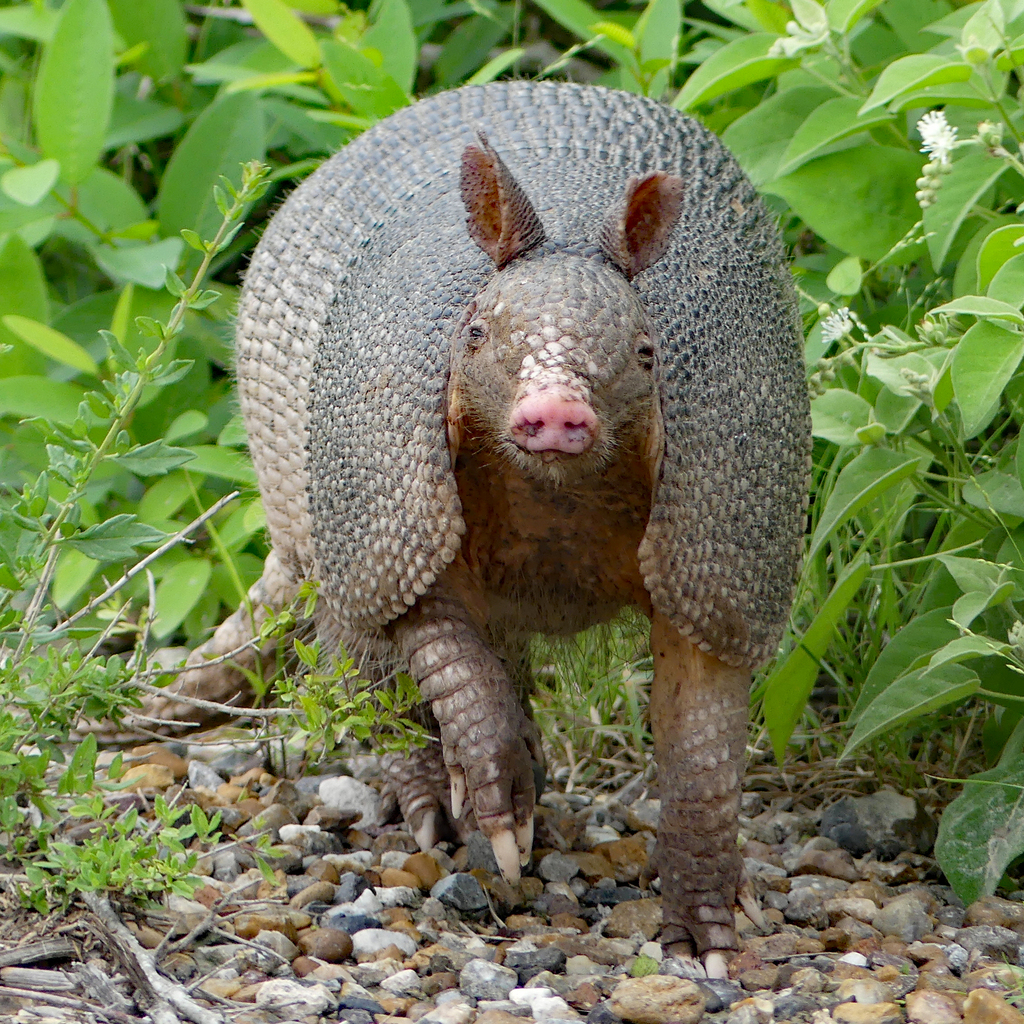 Long-nosed Armadillos (Dasypodidae) - Know Your Mammals