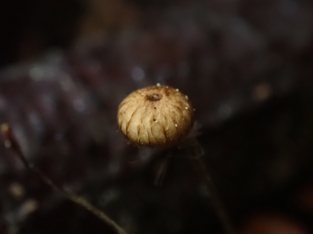Spruce Sprite from Cutten, CA 95503, USA on May 4, 2023 at 03:17 PM by ...