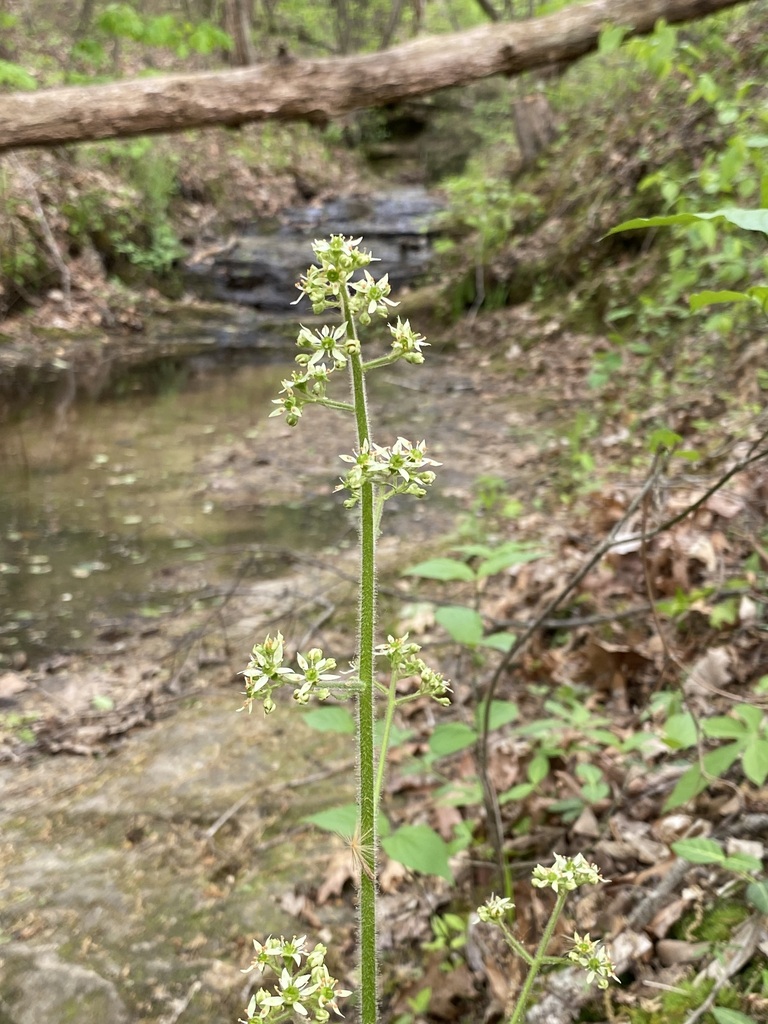 Swamp Saxifrage in May 2023 by Jim Oehmke · iNaturalist