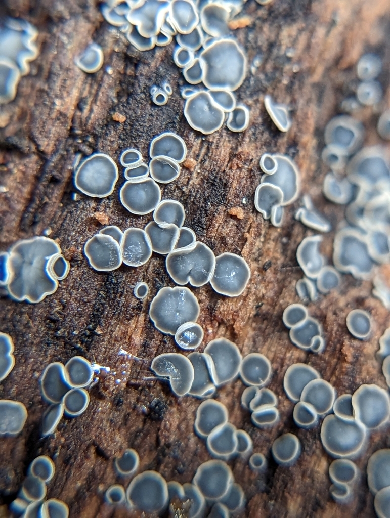 common grey disco from Mansfield Center, CT 06235, USA on May 1, 2023 ...