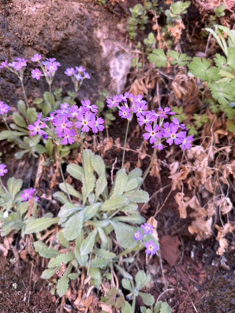 Cave-dwelling Primrose from Grand, Utah, United States on April 26 ...