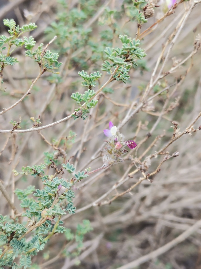 Silver Prairie Clover from Cd. de México, México on April 29, 2023 at ...