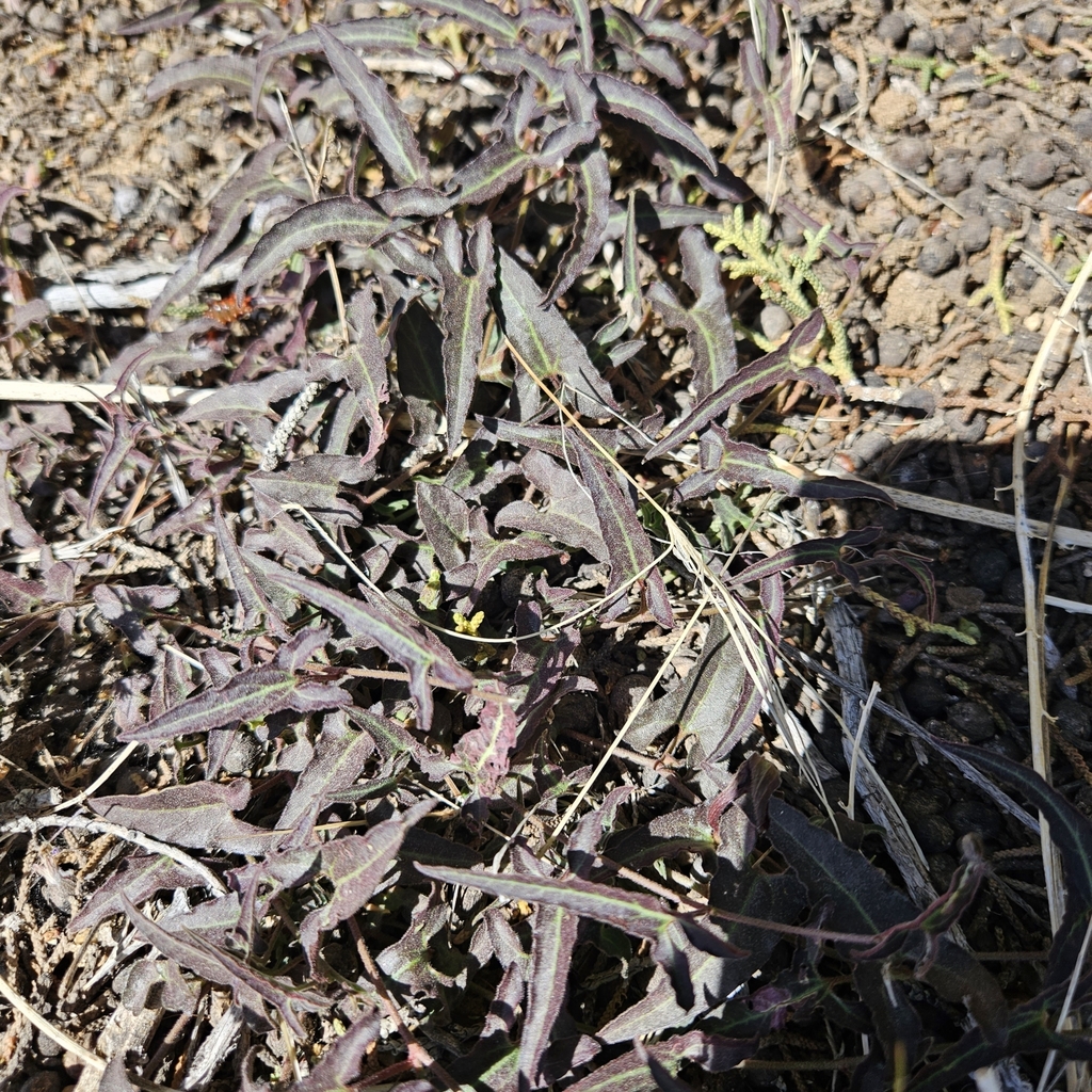 southwestern pipevine from Wikieup, AZ 85360, USA on May 4, 2023 at 03: ...