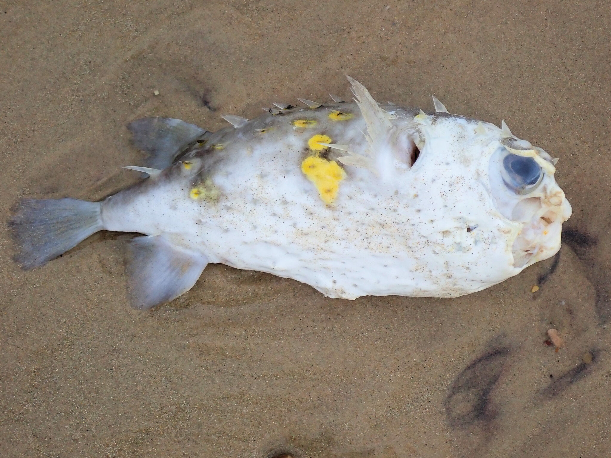 Allomycterus pilatus Whitley, 1931