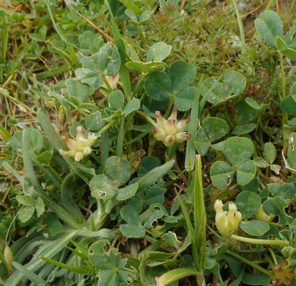 bull clover from Briones Regional Park , CA USA on May 1, 2023 at 01:33 ...