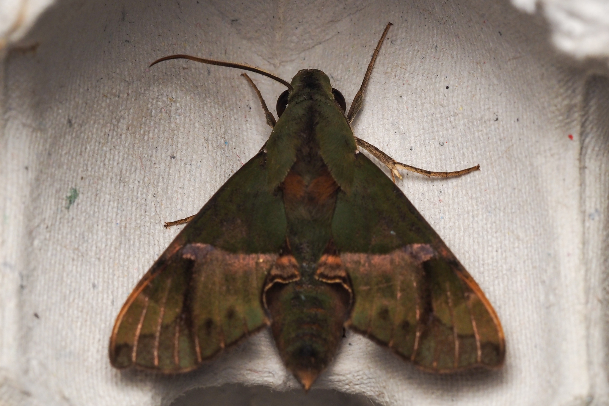 Angonyx testacea Walker, 1856
