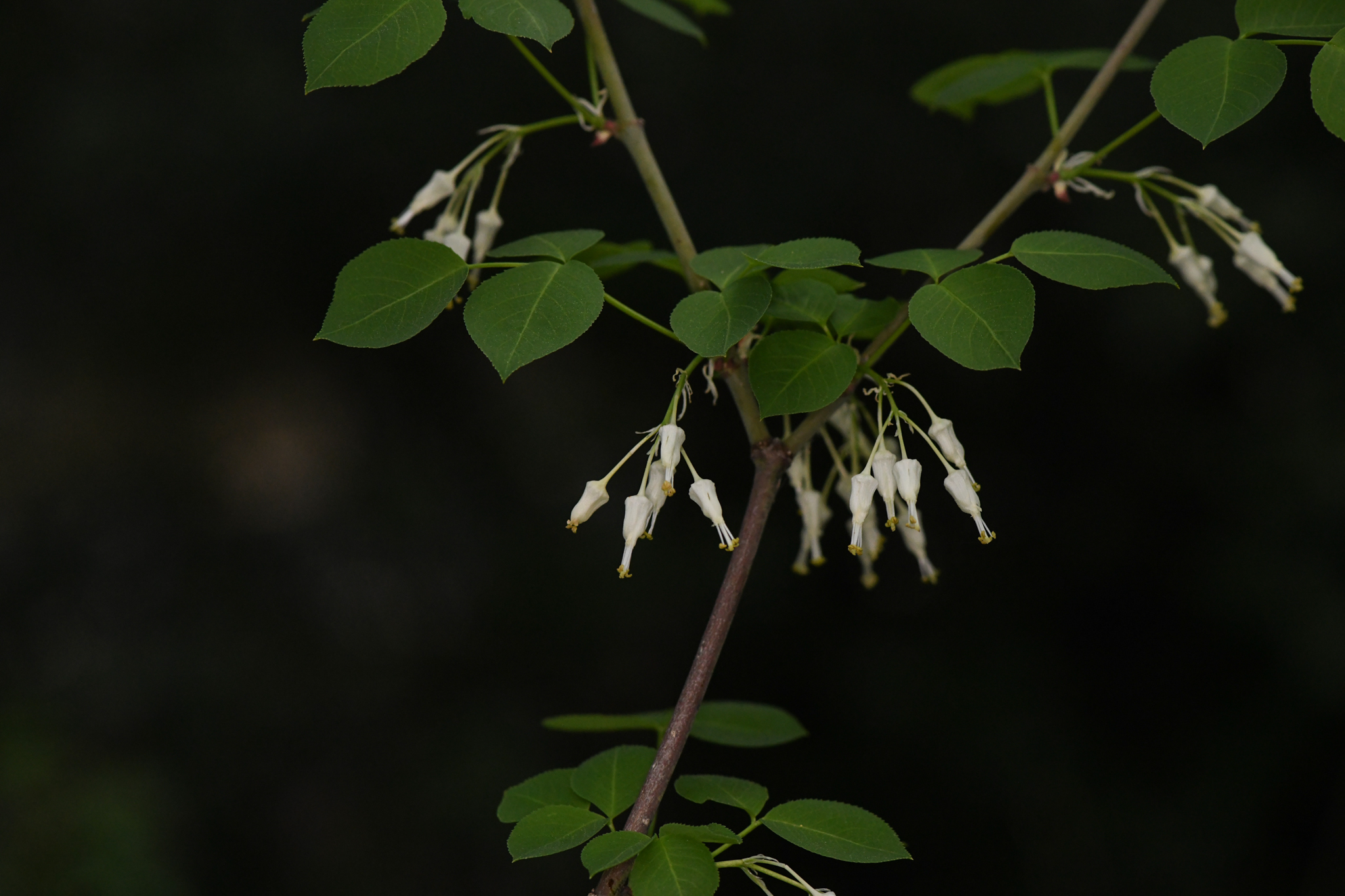 Staphylea bolanderi A.Gray