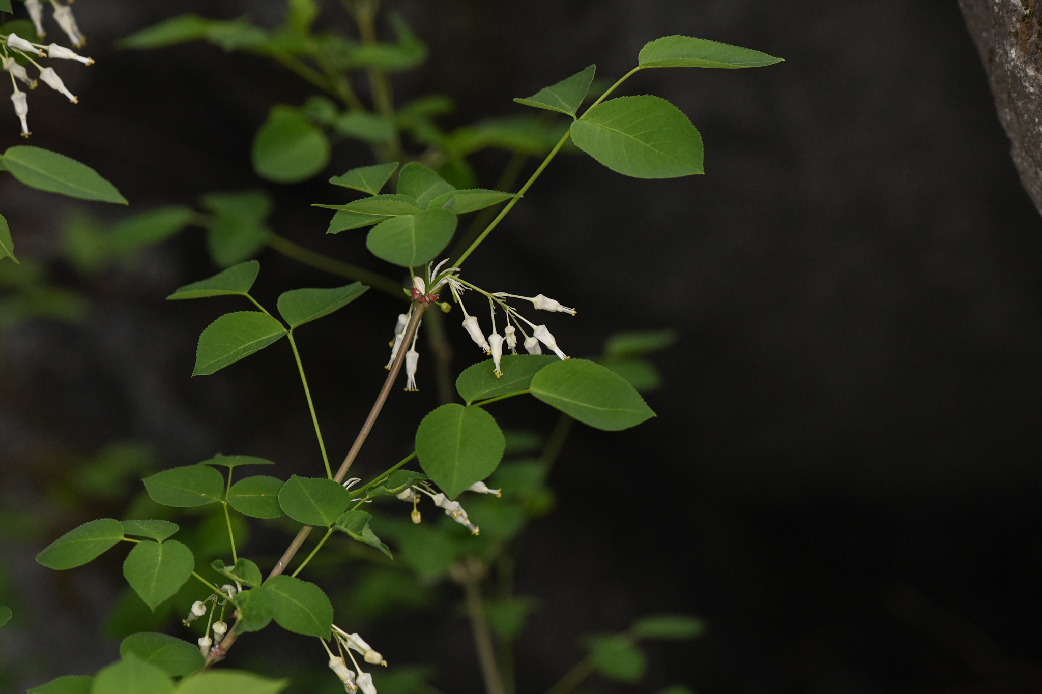 Staphylea bolanderi A.Gray