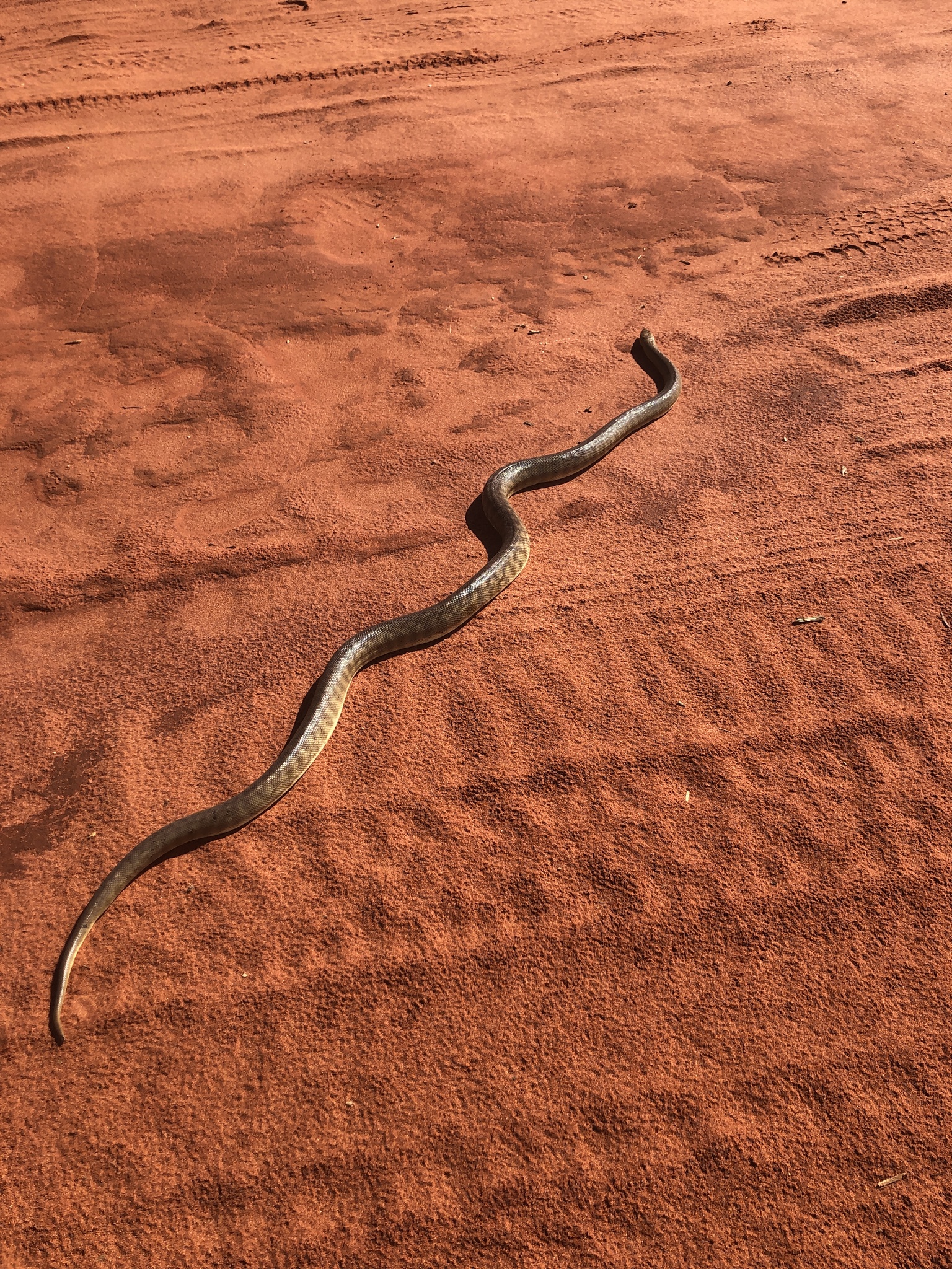 Aspidites ramsayi (Macleay, 1882)